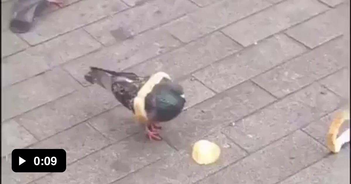 Pigeon being a pigeon. - 9GAG