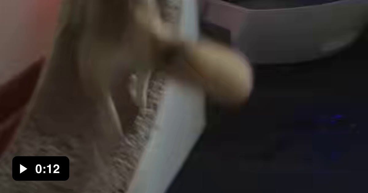 Cat like thing goes zoom zoom - 9GAG