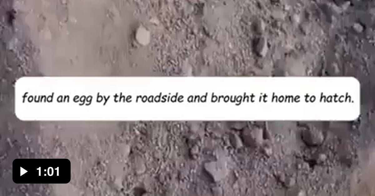 A woman cares for an egg - 9GAG