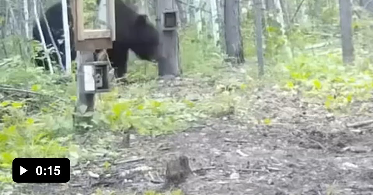 How a bear reacts to a mirror in the forest - 9GAG