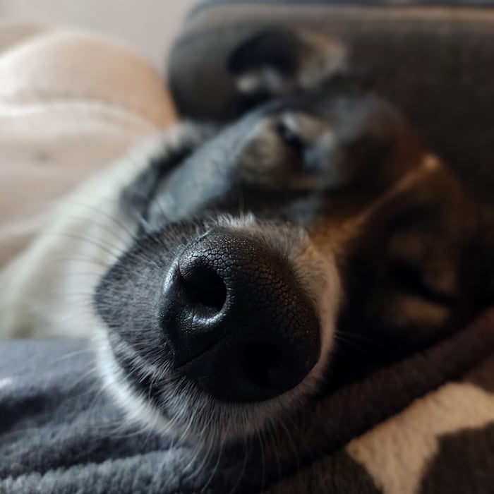 Boop the snoot - 9GAG