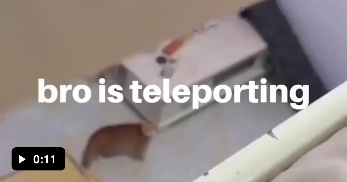 Orange cat behavior - 9GAG