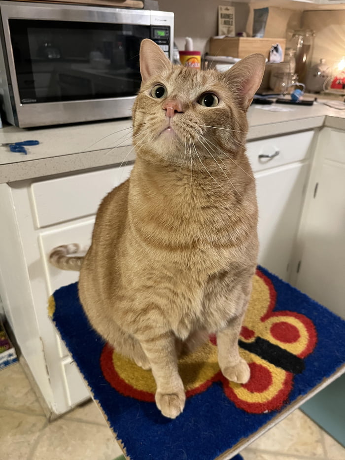 TIL: Cats have floating ribs. - 9GAG