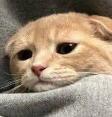Me when they raise their voice or text me in an angry/annoyed tone - 9GAG