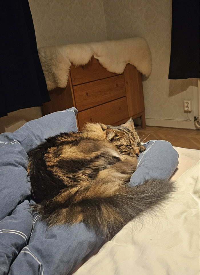 Made a bed in the corner for him, real lambskin! My bed is still his preferred spot - 9GAG