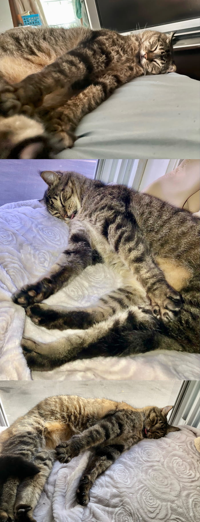 Let’s see your cat’s stretch face! - 9GAG