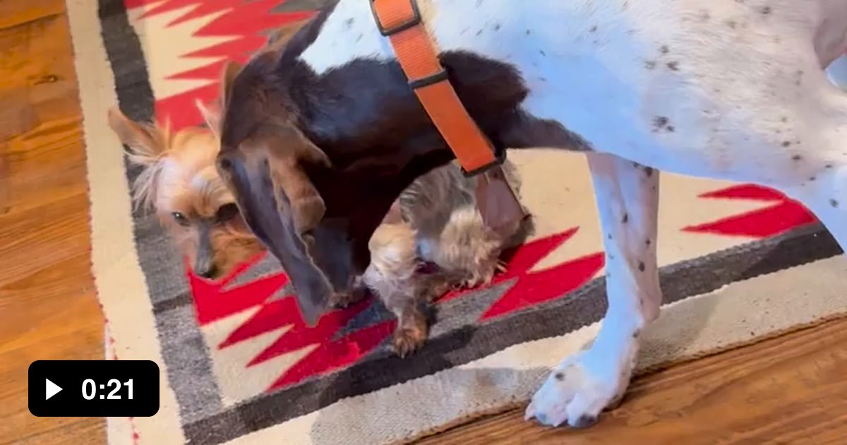 Huge GSP trying to make sense of her tiny yorkie friend - 9GAG