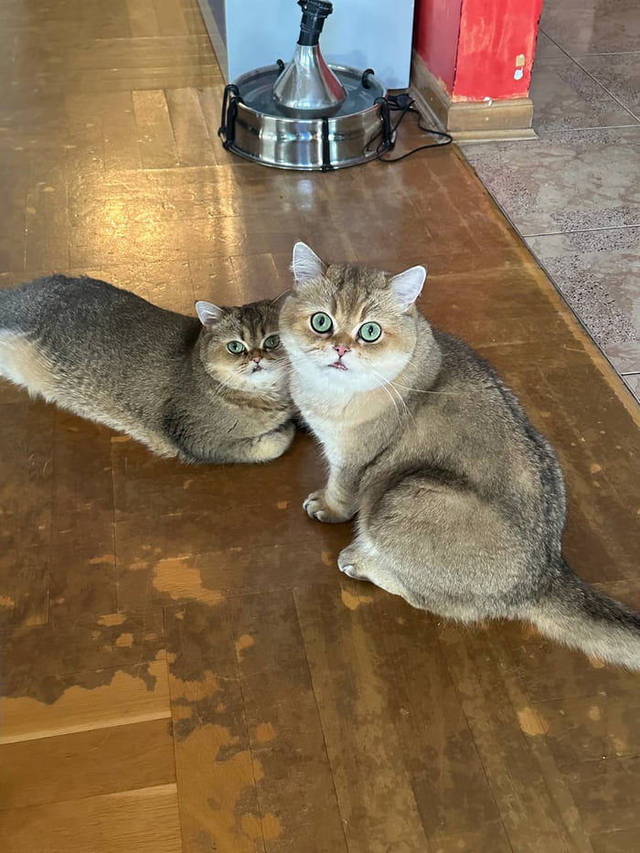 I work hard so my cats can have better life - 9GAG