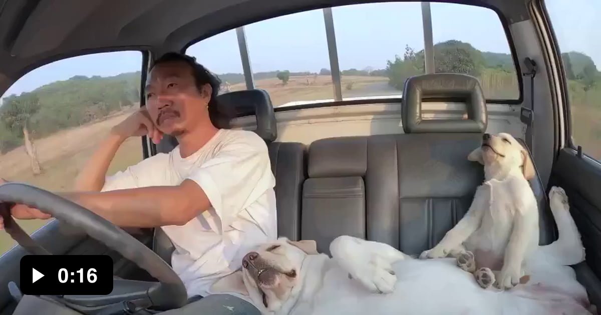 This video will make your day better. Pure love between animal and man - 9GAG