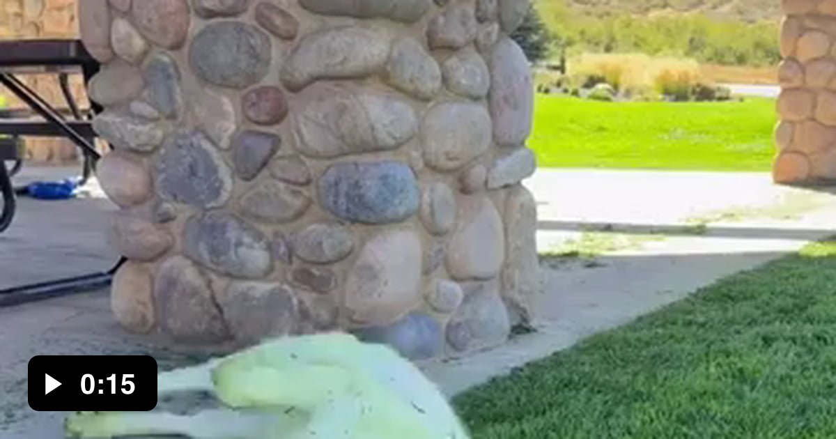 Green dogs are good and happy dogs - 9GAG