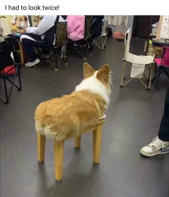 Dog on a stool, or a stool with a dog - 9GAG