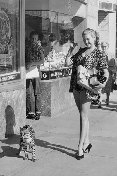 Miss Dixie Graves downtown in Sarasota, Florida with her ocelot (1956 ...