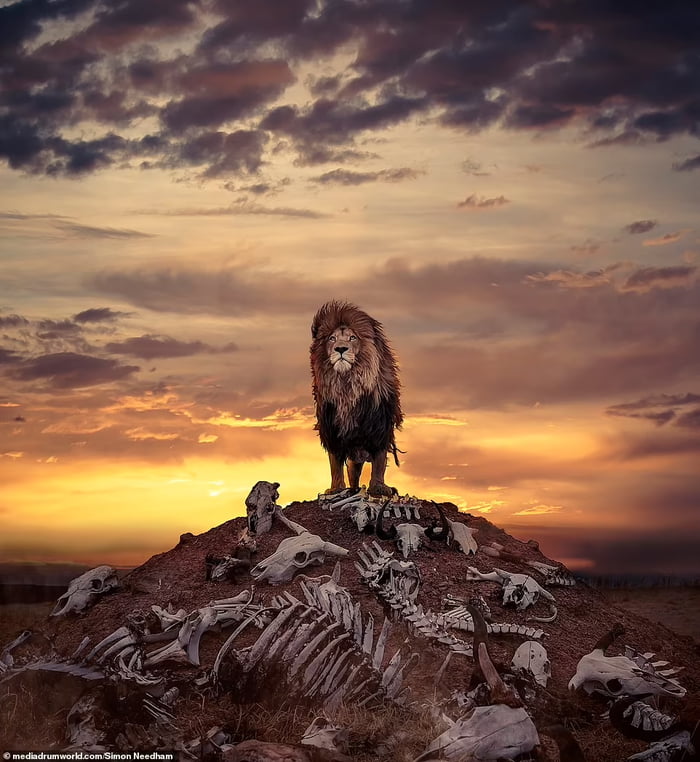 Simon Needham captured this incredible 500lb male lion standing on a ...