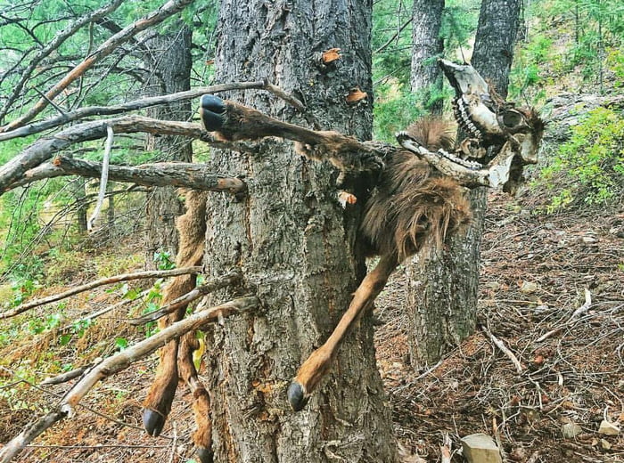 Tree grown around an elk killed by an avalanche - 9GAG