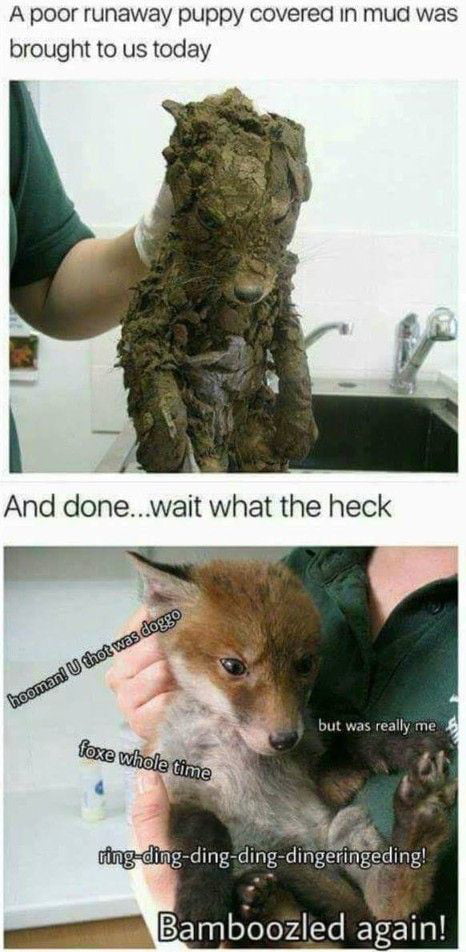 Bamboozling vs Getting Bamboozled - 9GAG