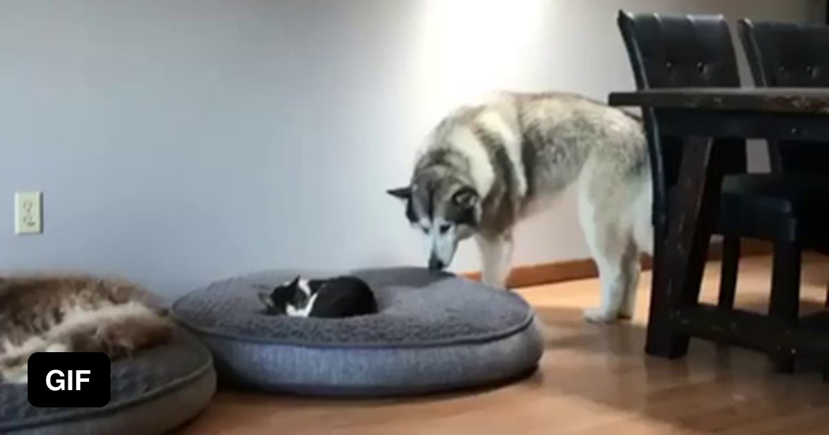 Weird doggo took big doggo bed - 9GAG