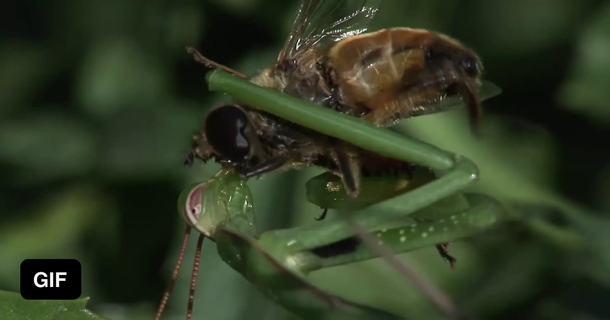 Praying mantis devours the face off a fly as it struggles to escape - 9GAG