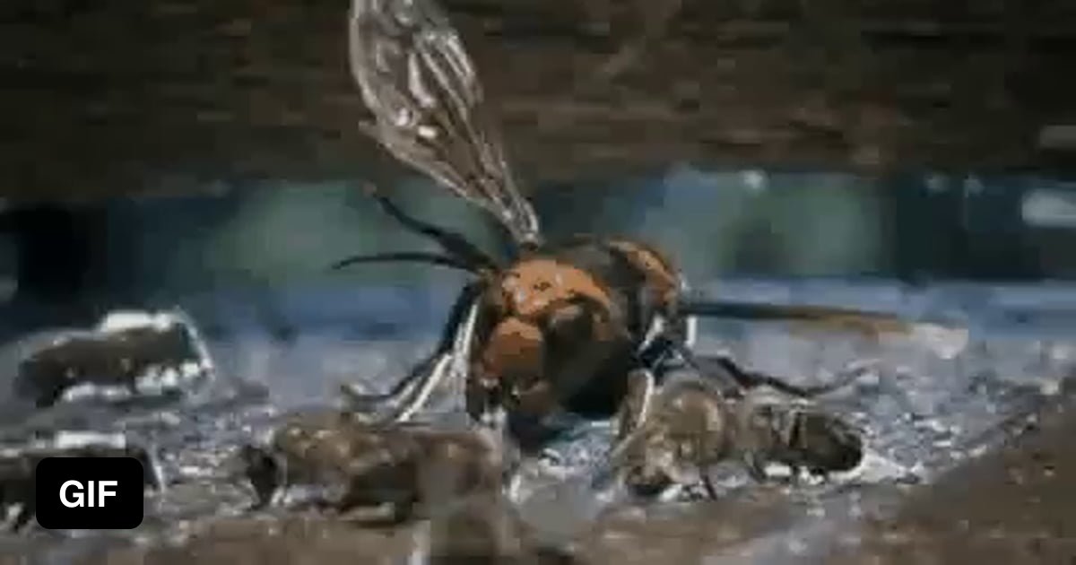 A group of bees avenge their friend who got killed by a hornet - 9GAG