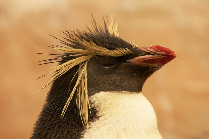 Badass bird with a mullet 🔥🔥 - 9GAG