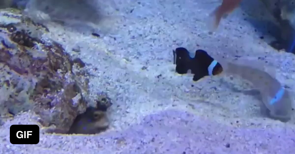 Two fish arguing about the optimal place to put sand. - 9GAG