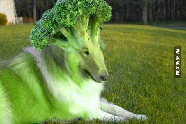 Broc-collie - 9GAG