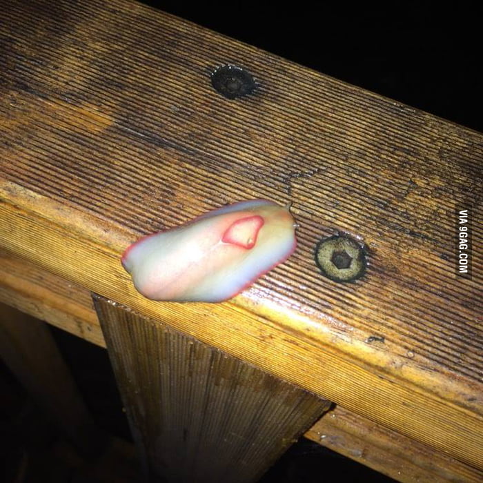 WHAT IS THIS RAINBOW SLUG?! - 9GAG