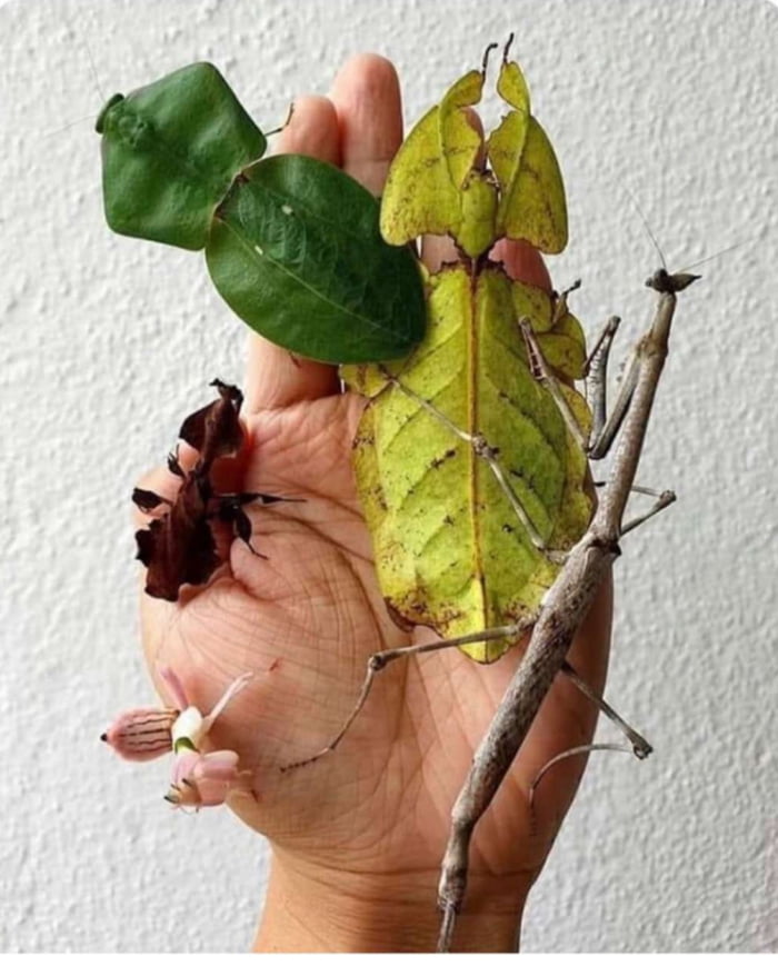 Insects that look like leaves and sticks - 9GAG