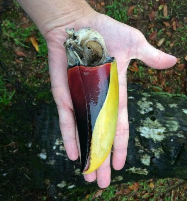 A toucan’s beak remains unchanged many years after the bird’s death - 9GAG