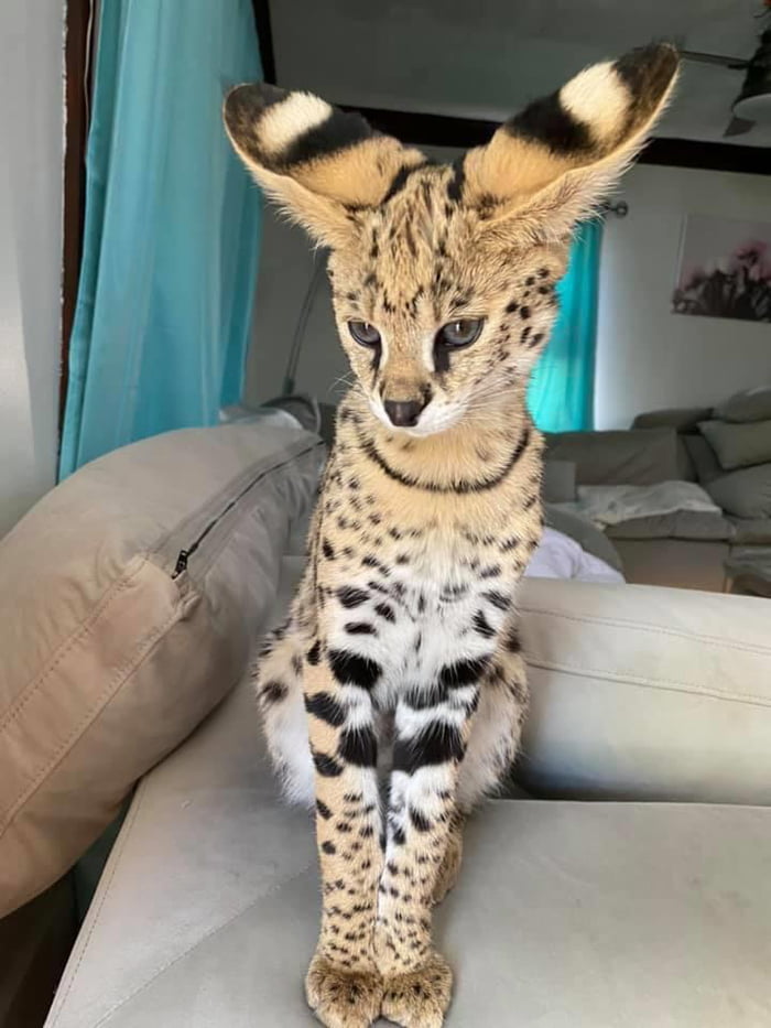 An African Serval - 9GAG