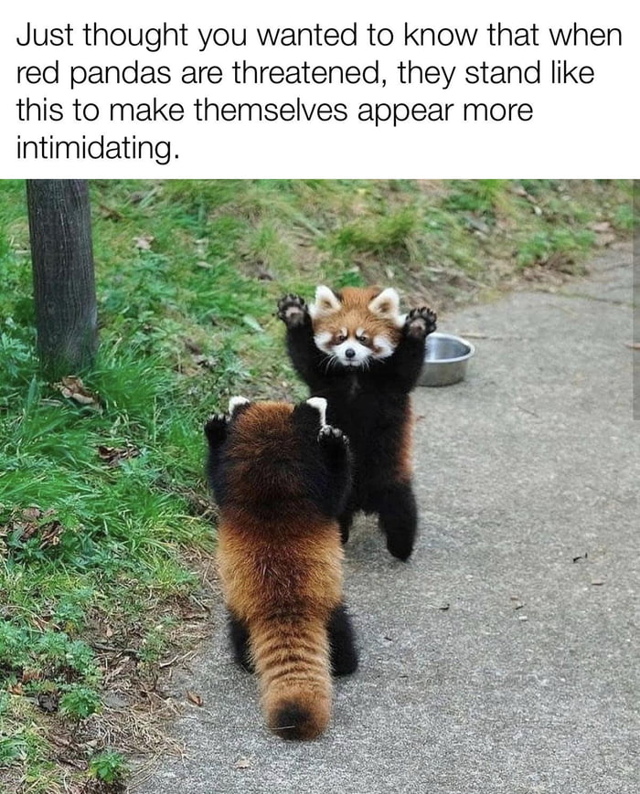 Red pandas being derps. - 9GAG