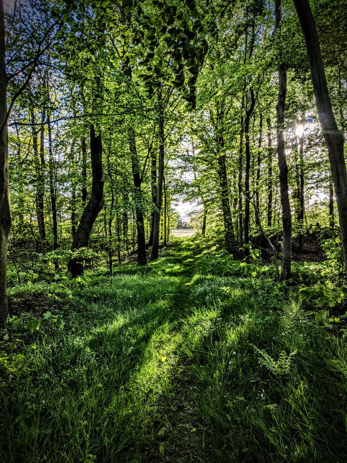 Cozy mini forest in East-Frisian good ol germany - 9GAG