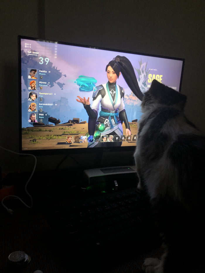 Everytime I play my cat blocking my screen - 9GAG