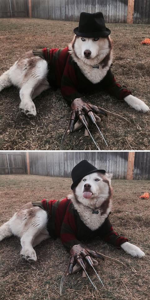 Freddy Krueger doggo is coming to kill you (with kisses) - 9GAG