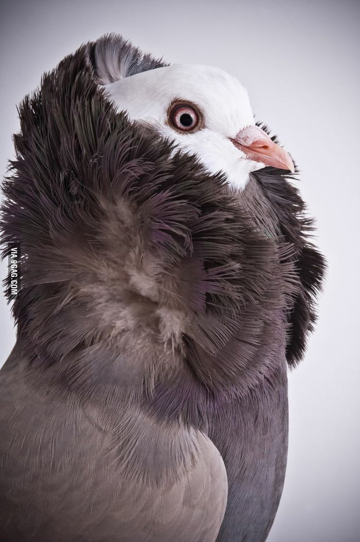 The most stylish bird in the worlds - 9GAG