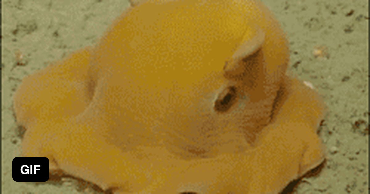 Camera shy dumbo octopus - 9GAG