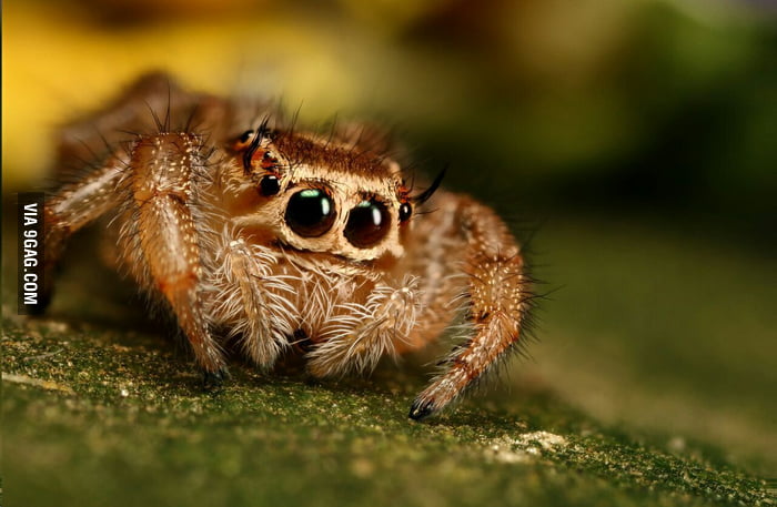 A cute adorable little nope - 9GAG