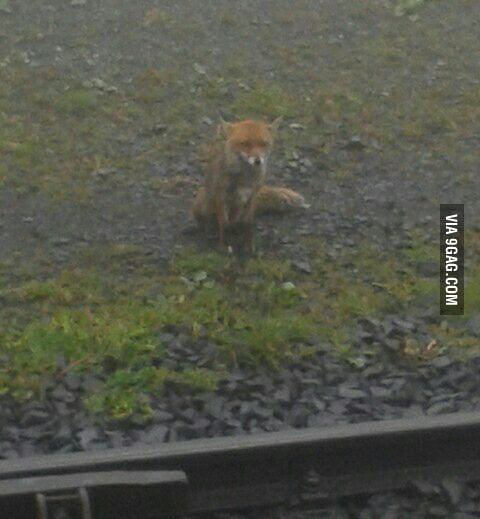 What does the very sad fox say? - 9GAG