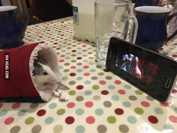 This rat enjoying a movie and some popcorn - 9GAG