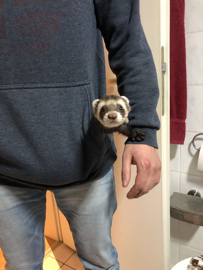 Pocket Ferret - 9GAG