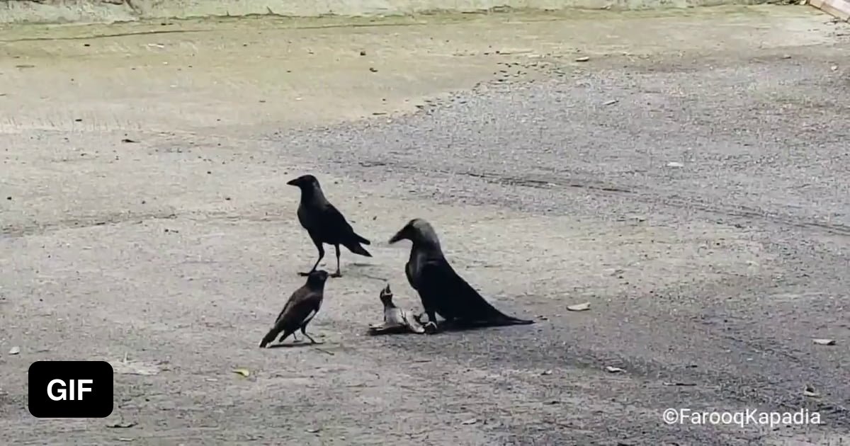 Common Myna defending its chick from a pair of House Crows - 9GAG