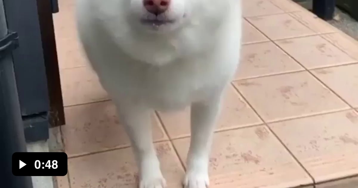 Mam, Please Pet! - 9GAG