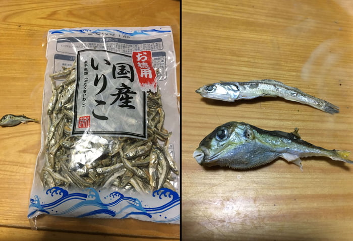 (Very) poisonous Fugu fish, now free with your dried anchovies! - 9GAG