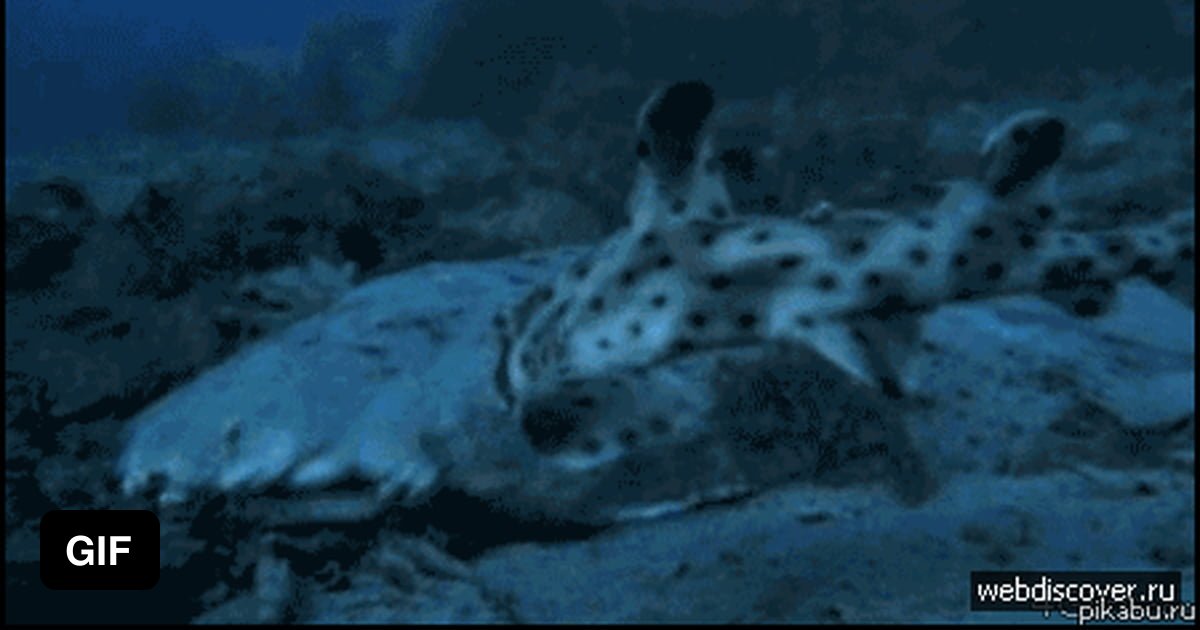 Nope fish - 9GAG