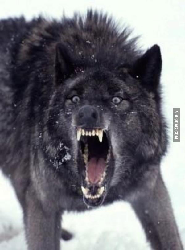This is the origin of the insanity wolf - 9GAG