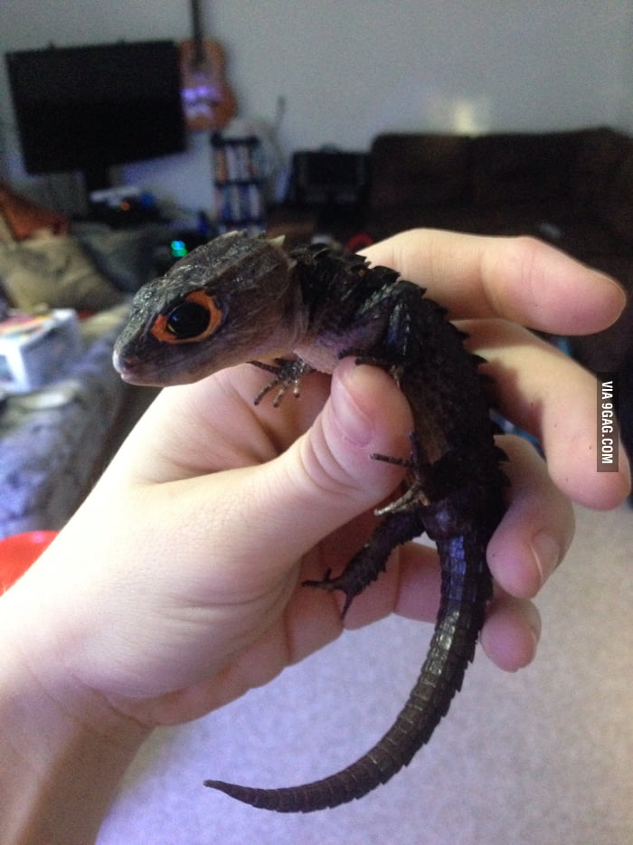 Meet Toothless! - 9GAG