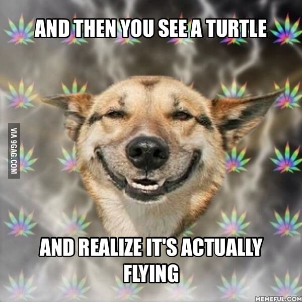 Flying turtles everywhere - 9GAG
