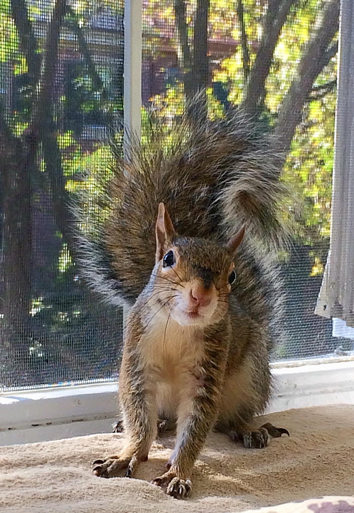 A squirrel I saved after a nearly fatal hawk attack. His name is Acorn and he’s family now. - 9GAG