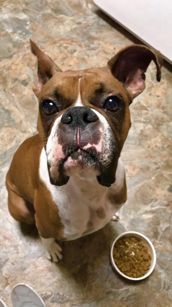 When we adopted him he was missing half an ear, we should have named ...