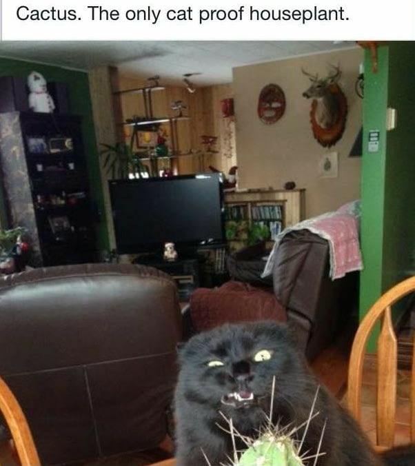 I love my cat-cus plant - 9GAG