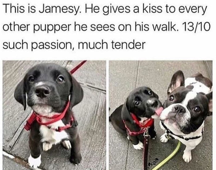 Lovely pupper - 9GAG